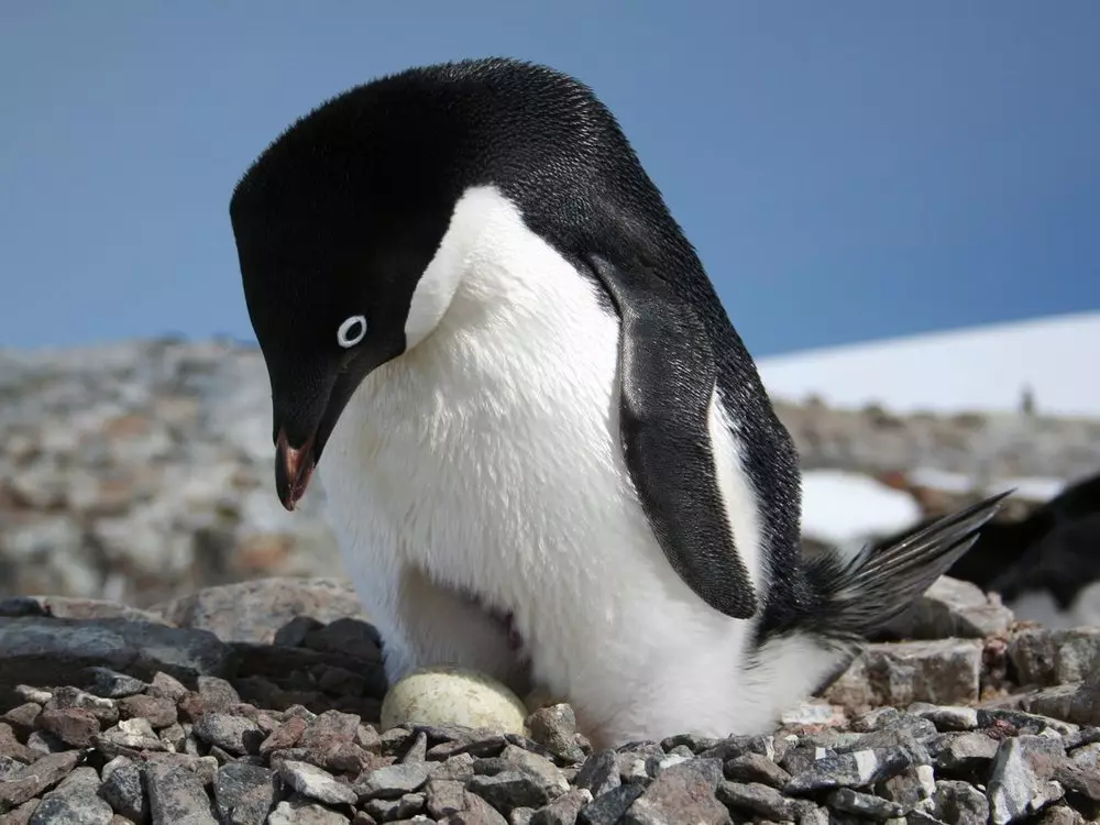 Адели пингвині
