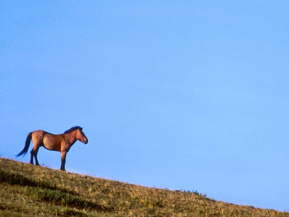 конят на Пржевалски