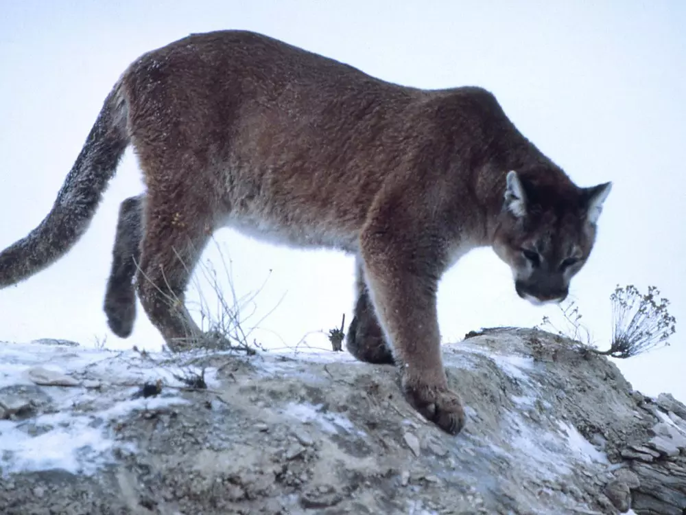 Cougars on Move