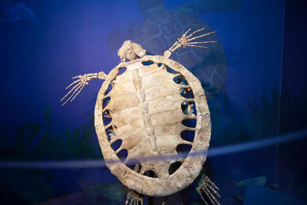 Доисторические ангольские «морские монстры» поселились в Музее естественной истории 45339_2