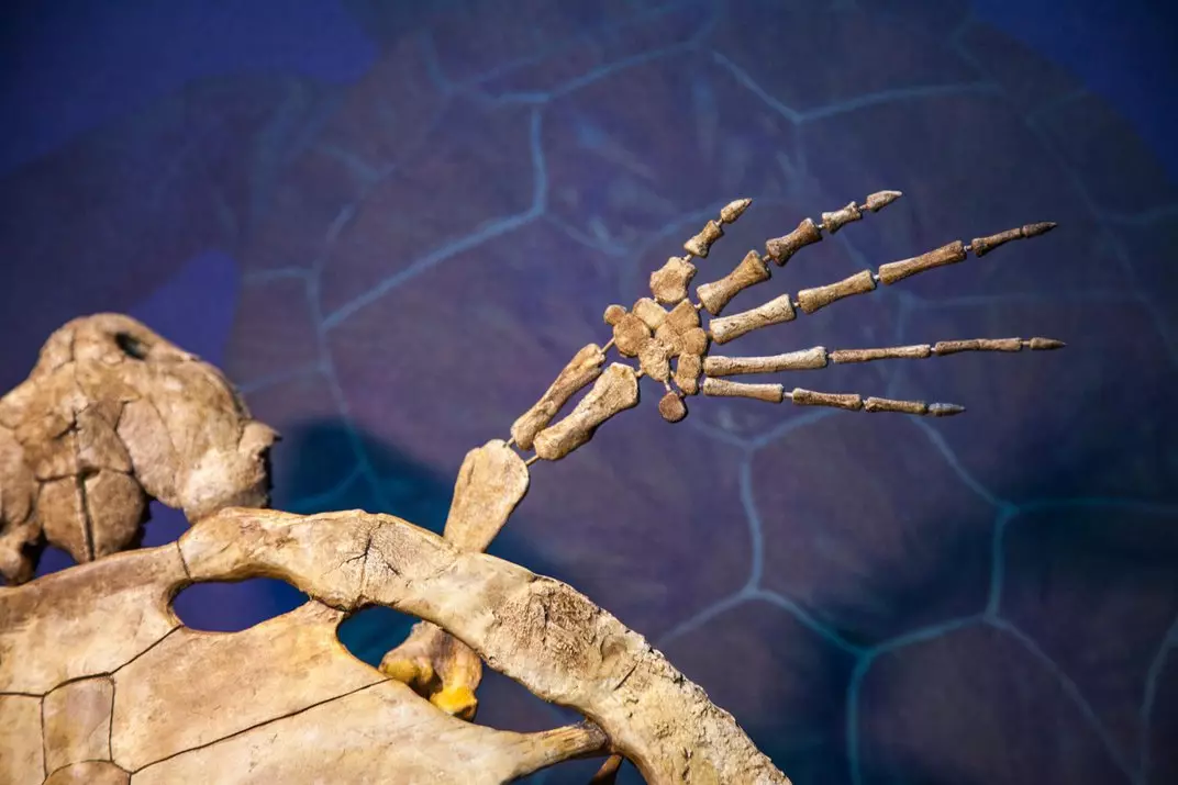 Доисторические ангольские «морские монстры» поселились в Музее естественной истории 45339_3
