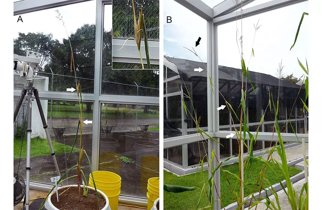 Teosinte في آلة الزمن