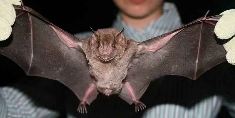 Kai kuriems šnabždantiems šikšnosparniams gali prireikti naujo vardo