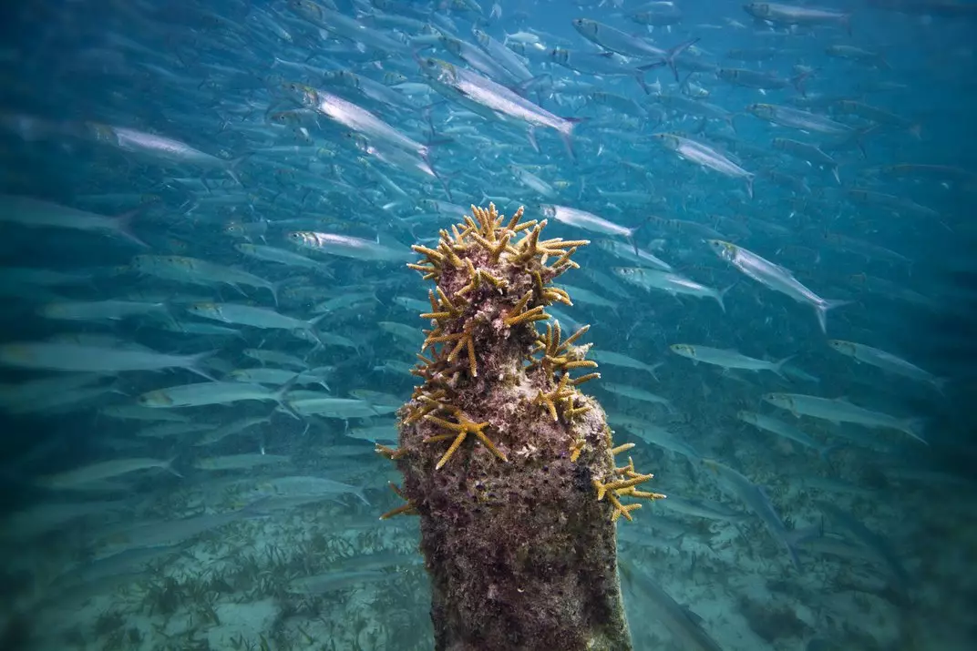 Може ли подводна уметност спасити коралне гребене океана? 46067_2