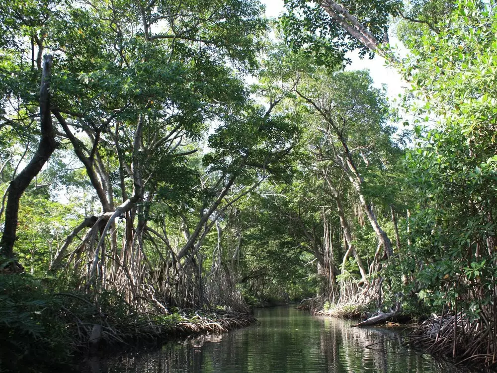 マングローブは、ベリーズ川と沿岸のラグーンシステムを結ぶ水路に並んでいます。これらの木は樹齢数百年で、陸生種と海洋種の両方に重要な生息地を提供します。 （スティーブカンティ、スミソニアンマリンステーション）