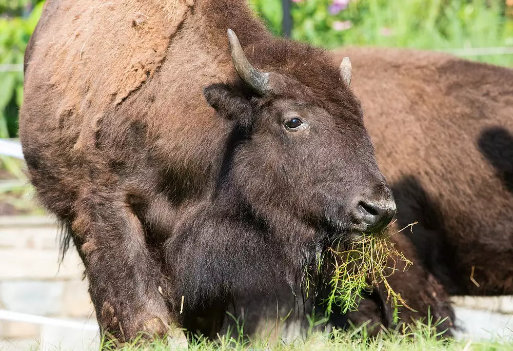 Bison tuntun