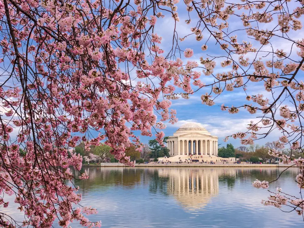 Actualització del pronòstic de la flor de cirerer: quan arribarà Washington, D.C., el màxim de floració?