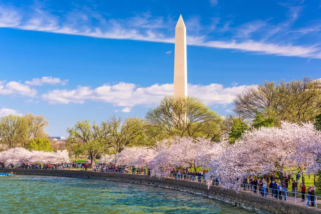 Menigten lopen onder kersenbomen en het Washington Monument tijdens het lentefestival rond het Tidal Basin.