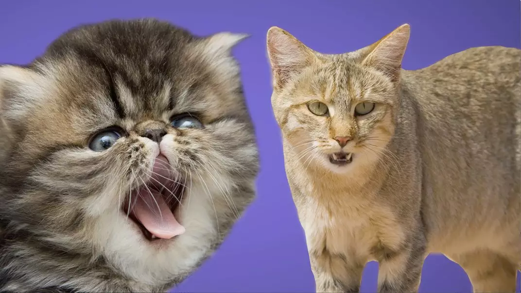 Smithsonian'a Sorun: Kediler Evcilleştirildi mi? 46434_8
