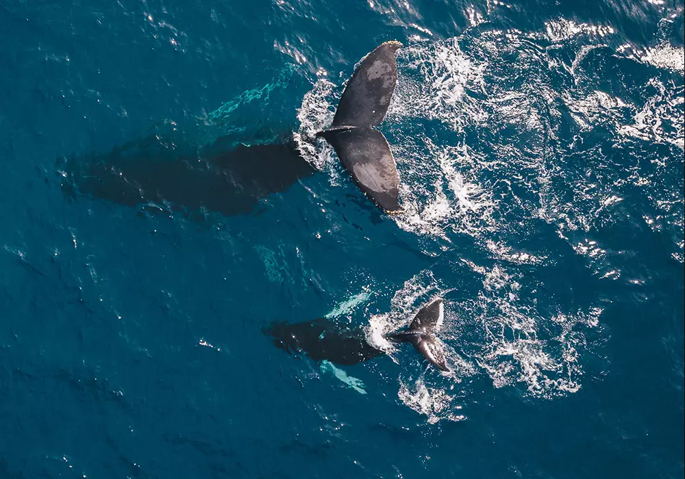 Boas notícias estão por aí – se você procurar. Por exemplo, apenas este mês os cientistas anunciaram que estamos a caminho de recuperar os oceanos até 2050.