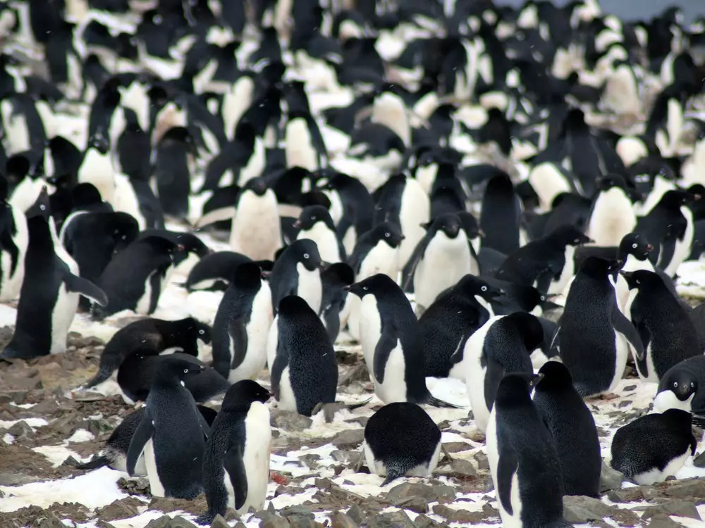 adelie pinguin.jpeg