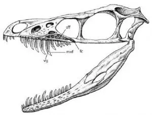 20110520083200sinornithosaurus-tangkorak-300x227.jpg