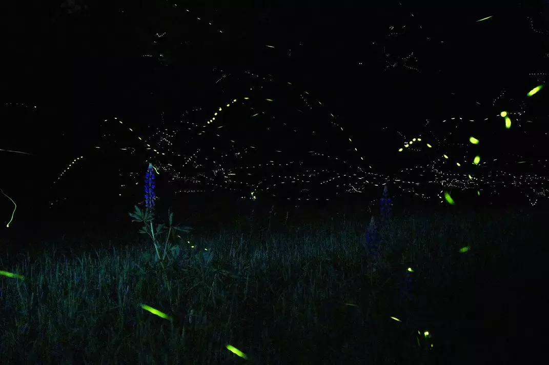 Waarom bioluminescentie evolueerde naar rood licht en blauw?