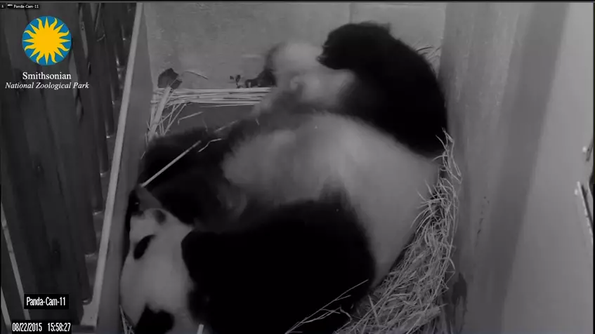 ZLOMI: V nacionalnem živalskem vrtu se je rodil mladič pande (video) 46864_1