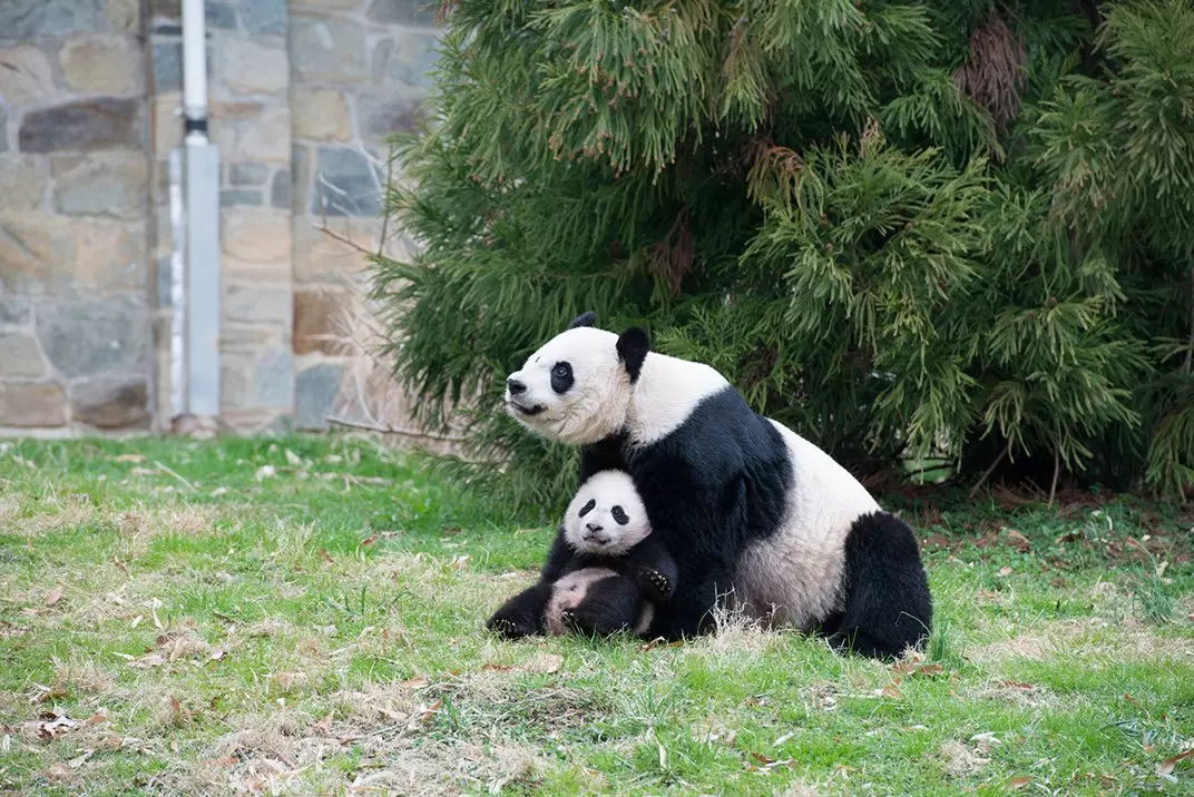 ZLOMI: V nacionalnem živalskem vrtu se je rodil mladič pande (video) 46864_10