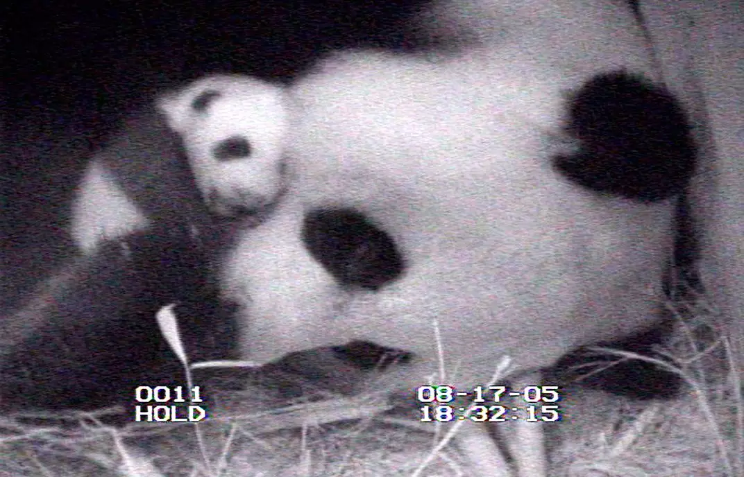 LĖŽIMAS: Nacionaliniame zoologijos sode gimė pandos jauniklis (vaizdo įrašas) 46864_11