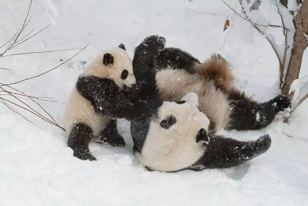 LĖŽIMAS: Nacionaliniame zoologijos sode gimė pandos jauniklis (vaizdo įrašas) 46864_12