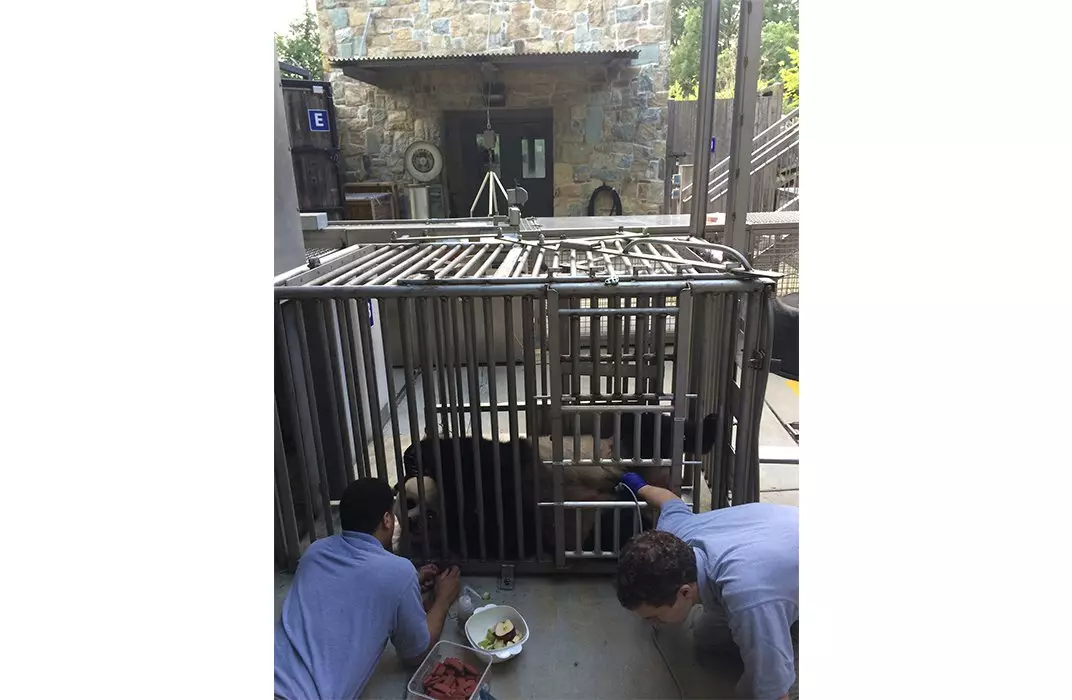 Ազգային կենդանաբանական այգում պանդայի ձագ է ծնվել (տեսանյութ) 46864_13