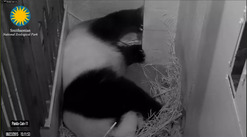 速報：パンダカブが国立動物園で生まれる（ビデオ） 46864_3