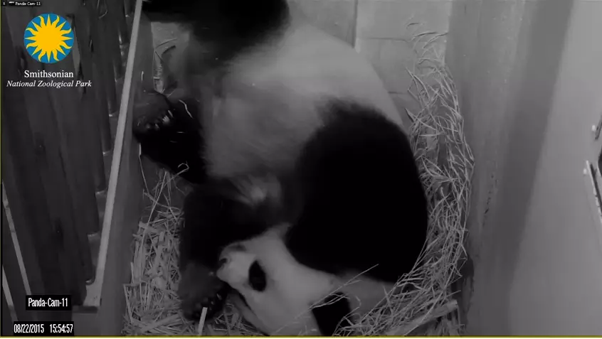 속보: 국립 동물원에서 새끼 팬더가 태어났습니다(비디오) 46864_4