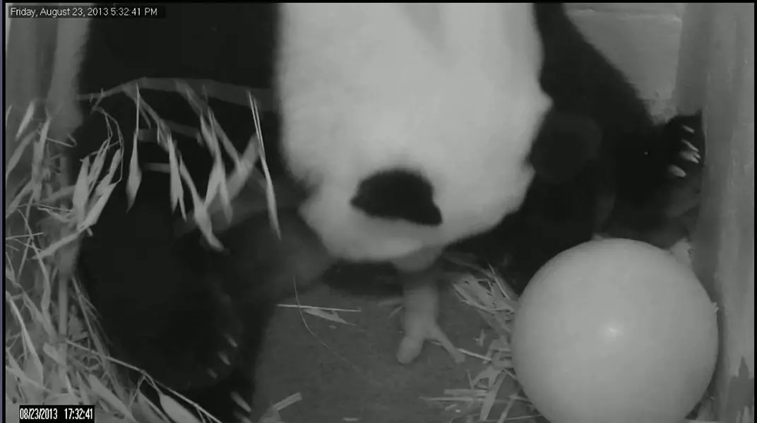 LĖŽIMAS: Nacionaliniame zoologijos sode gimė pandos jauniklis (vaizdo įrašas) 46864_5