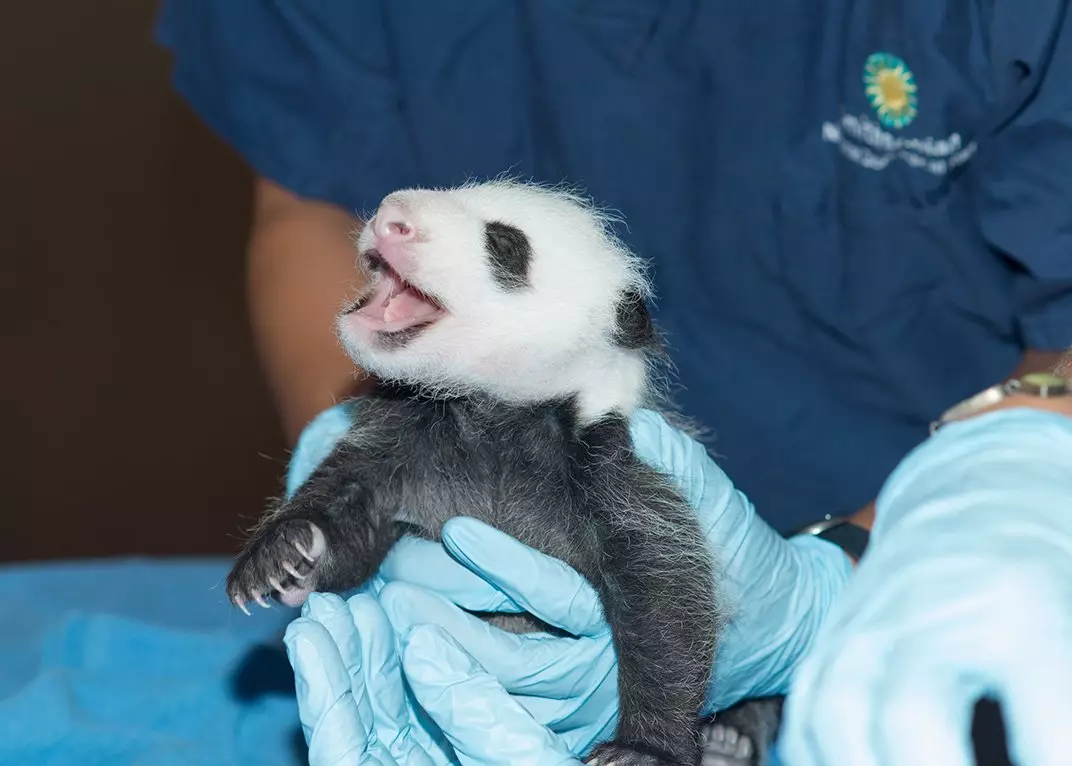 ZLOMI: V nacionalnem živalskem vrtu se je rodil mladič pande (video) 46864_6