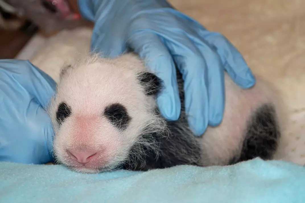 LĖŽIMAS: Nacionaliniame zoologijos sode gimė pandos jauniklis (vaizdo įrašas) 46864_7