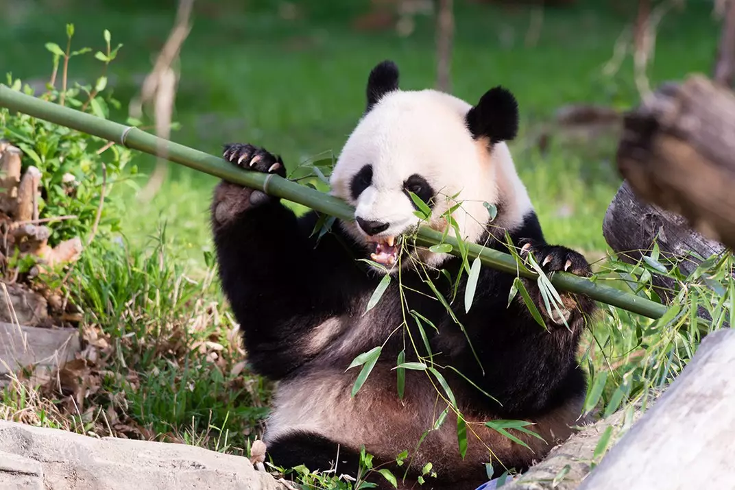 LĖŽIMAS: Nacionaliniame zoologijos sode gimė pandos jauniklis (vaizdo įrašas) 46864_8