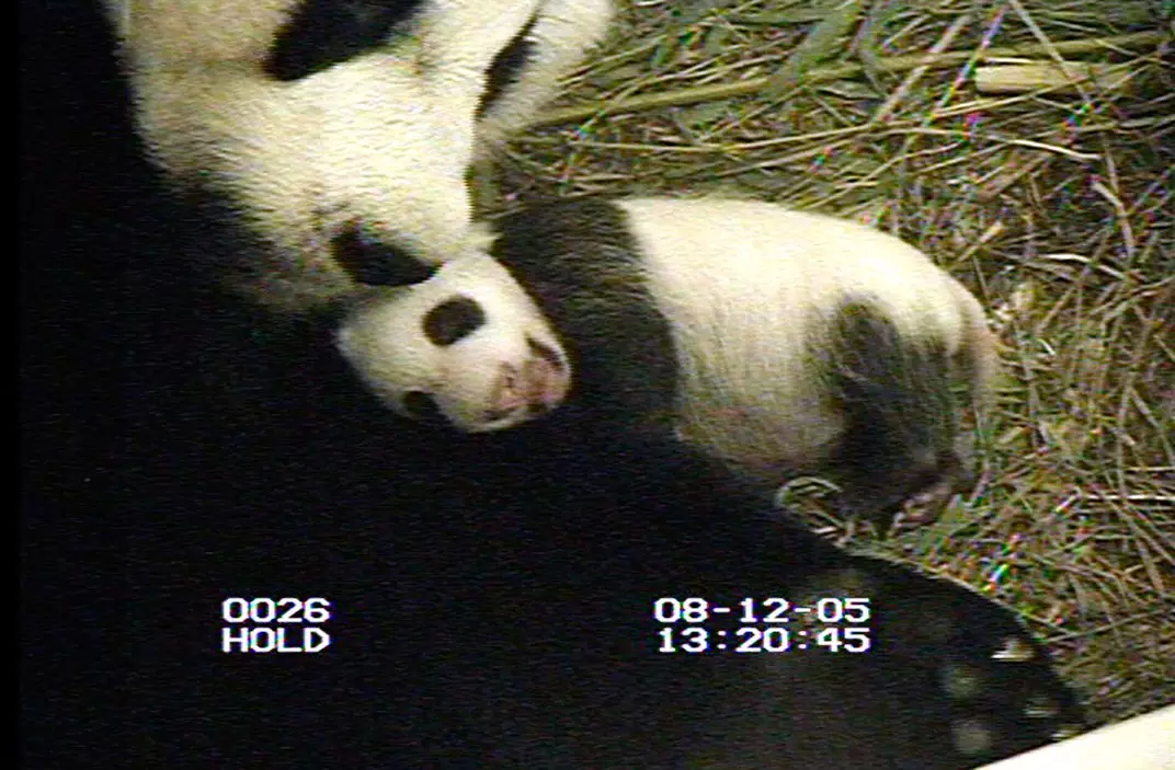 ZLOMI: V nacionalnem živalskem vrtu se je rodil mladič pande (video) 46864_9