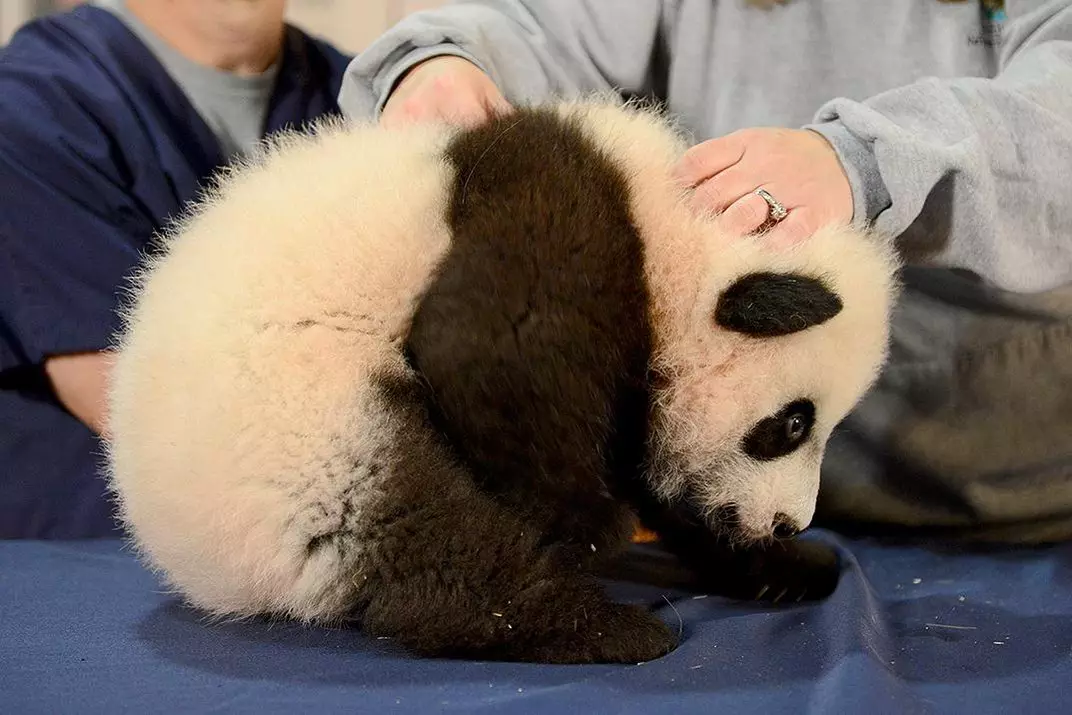 Fotoattēli un video no Nacionālā zoodārza pandu mazuļa vizītes pie veterinārārsta 46865_1