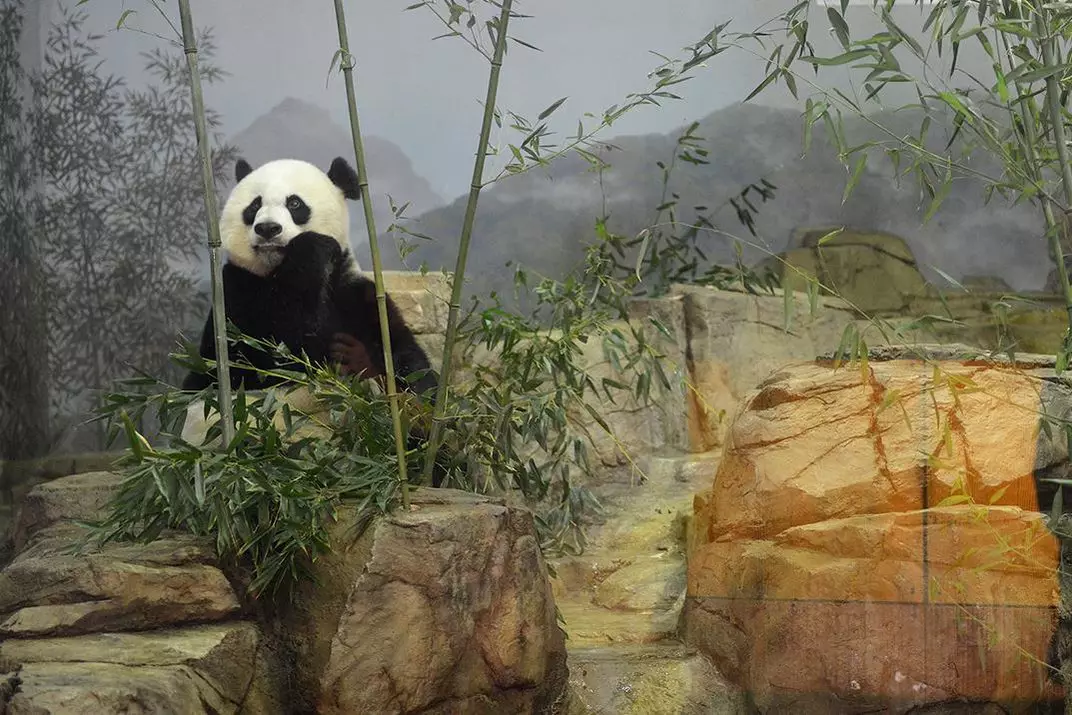 Fotos und Videos vom Besuch des Pandajungen des National Zoo beim Tierarzt 46865_12