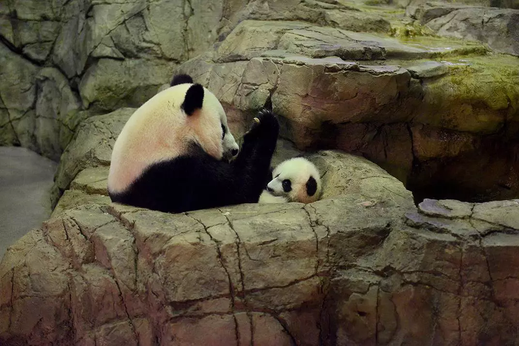 Foto ak videyo ti bebe panda zou nasyonal la ap fè yon vizit nan veterinè a 46865_13