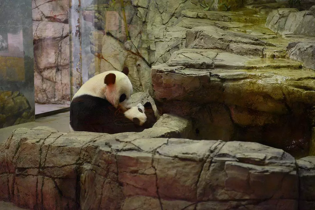 Fotos und Videos vom Besuch des Pandajungen des National Zoo beim Tierarzt 46865_14