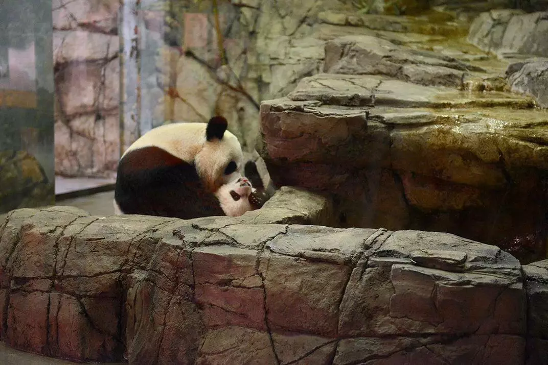 Billeder og videoer af National Zoo's Panda Cub på besøg hos dyrlægen 46865_15