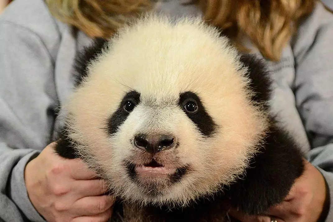 Foto ak videyo ti bebe panda zou nasyonal la ap fè yon vizit nan veterinè a 46865_16