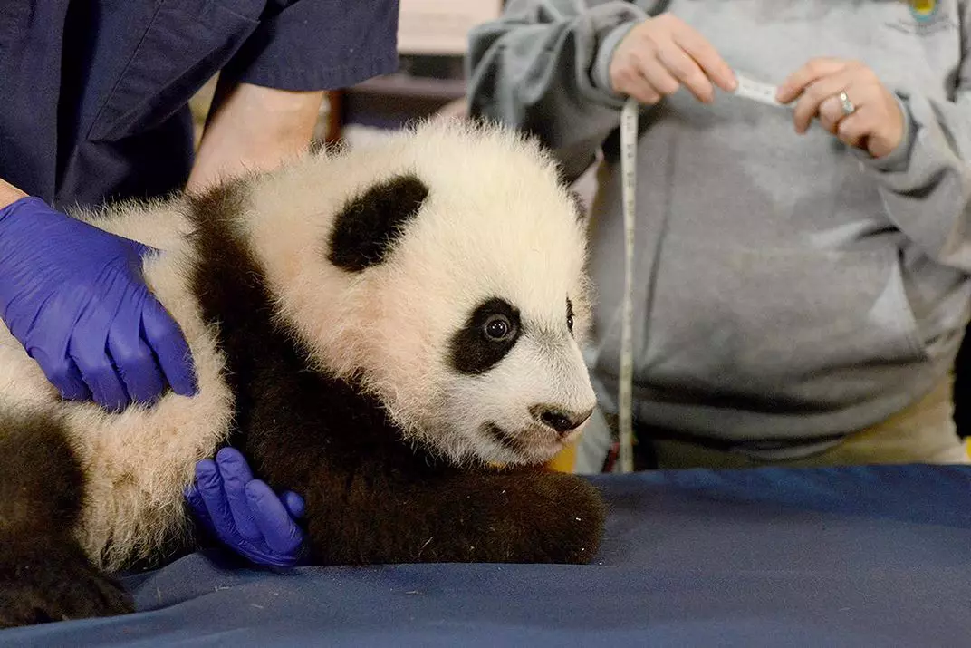 Milli Zooparkın Panda Balasının Baytar Həkimə Baş çəkməsinin Foto və Videoları 46865_2