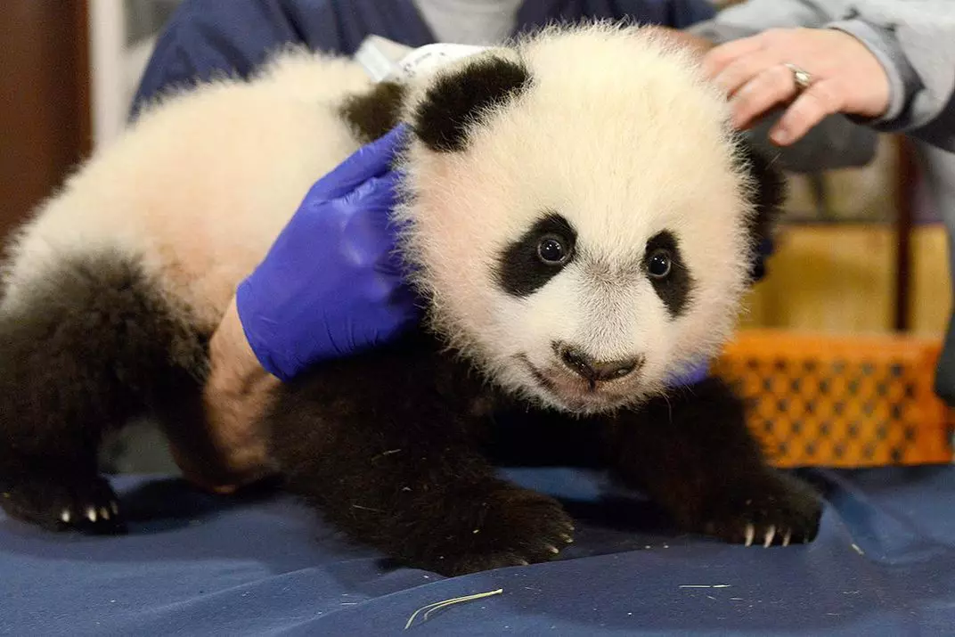 Poto sareng Pidéo Anak Panda di Kebon Binatang Nasional Nganjang ka Dokter Hewan 46865_3