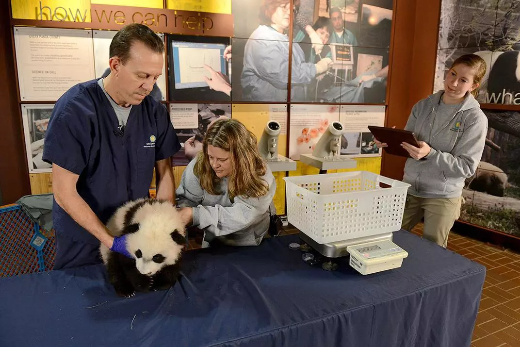 Foto's en fideo's fan 'e National Zoo's Panda Cub in besite oan' e fet 46865_4