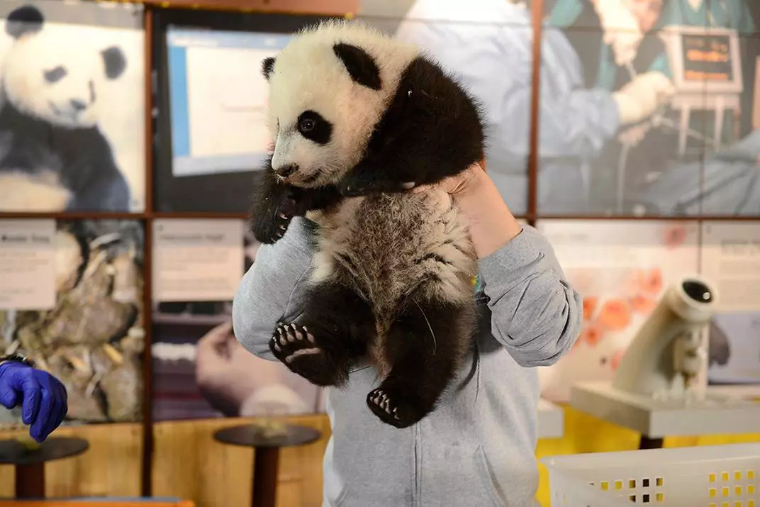 Fotod ja videod riikliku loomaaia pandapojast, kes külastavad loomaarsti 46865_5