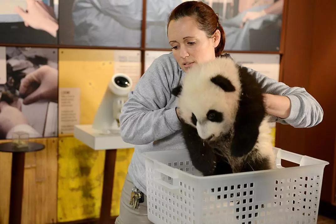 Poto sareng Pidéo Anak Panda di Kebon Binatang Nasional Nganjang ka Dokter Hewan 46865_6