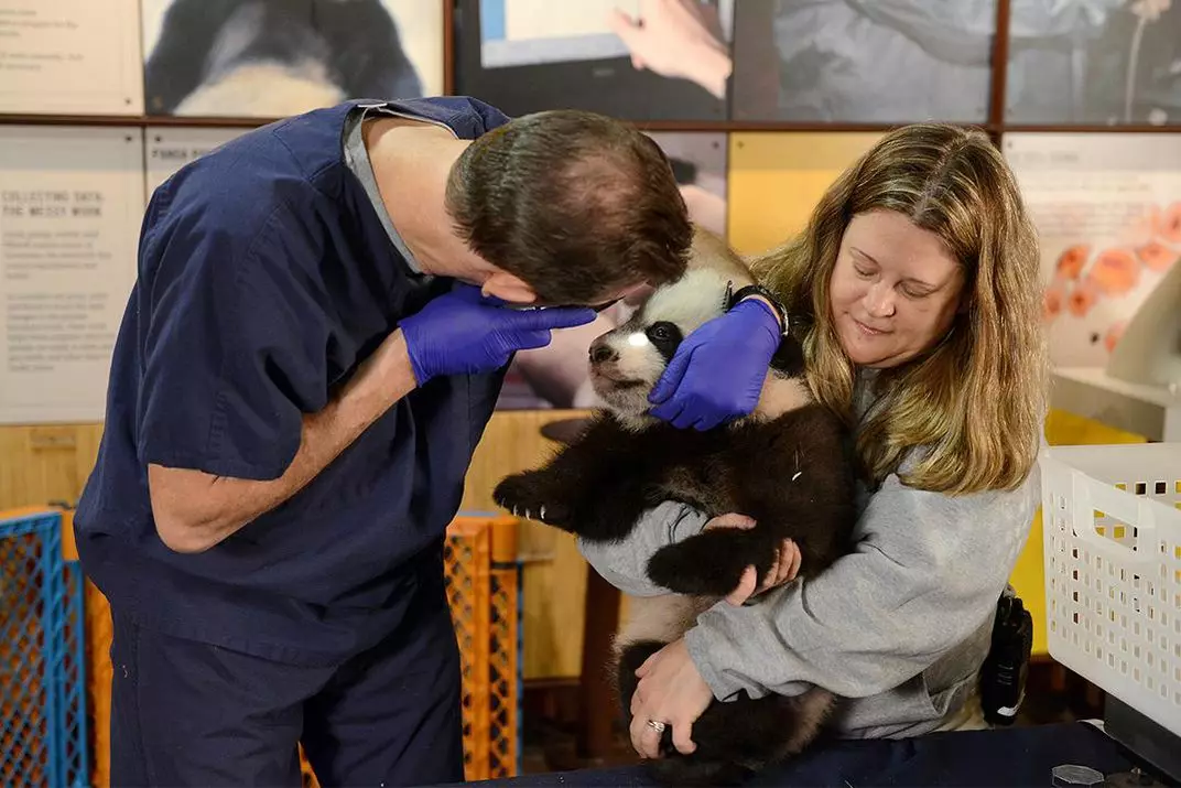 Foto dan Video Anak Panda Zoo Negara Membuat Lawatan ke Doktor Haiwan 46865_7