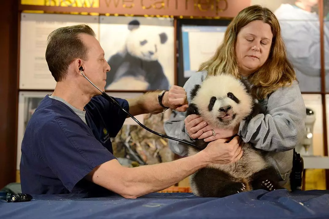 Fotoattēli un video no Nacionālā zoodārza pandu mazuļa vizītes pie veterinārārsta 46865_8