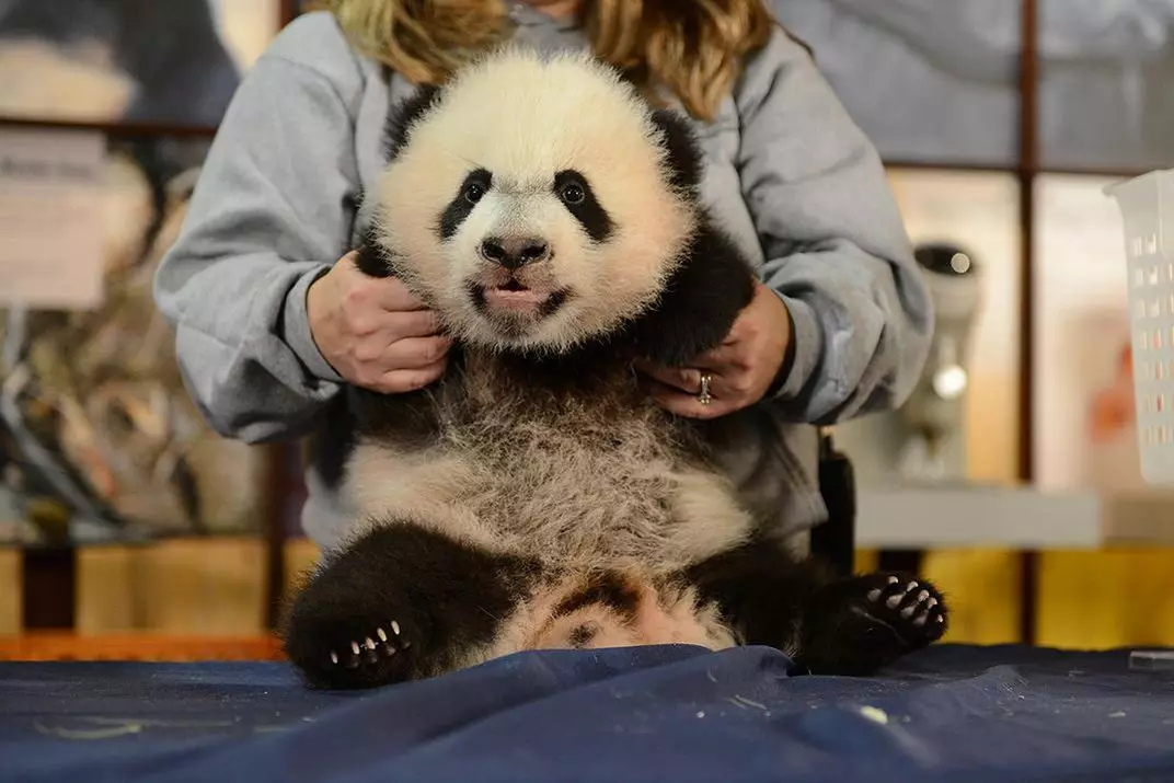 Fotoattēli un video no Nacionālā zoodārza pandu mazuļa vizītes pie veterinārārsta 46865_9