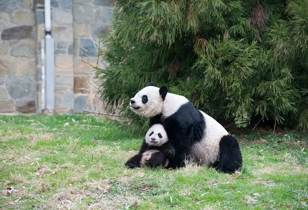 Wat reuse-pandas my geleer het oor ouerskap 46866_3