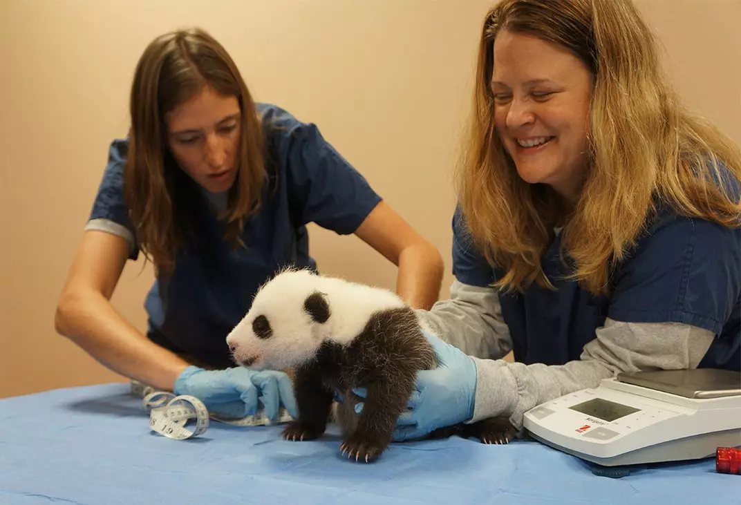 Ce que les pandas géants m'ont appris sur la parentalité 46866_5