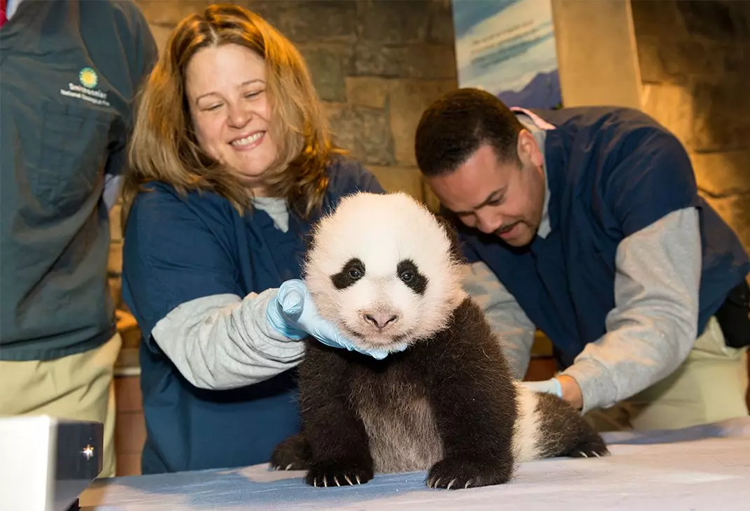 Ang Itinuro sa Akin ng mga Giant Panda Tungkol sa Pagiging Magulang 46866_6