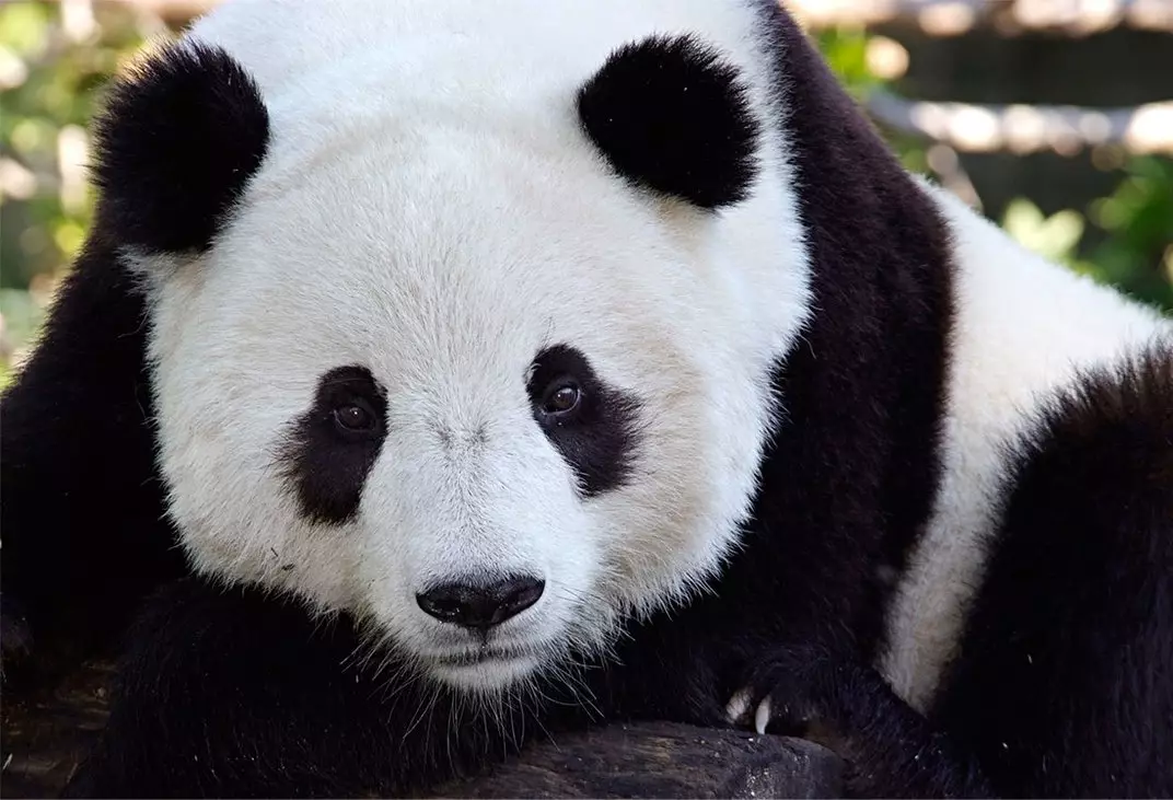 Wat reuse-pandas my geleer het oor ouerskap 46866_7