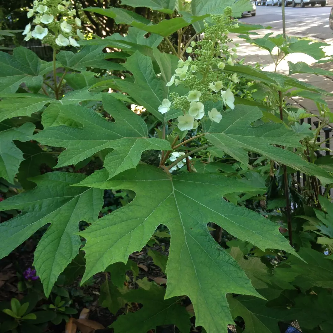 Asalin itacen oak leaf hydrangea