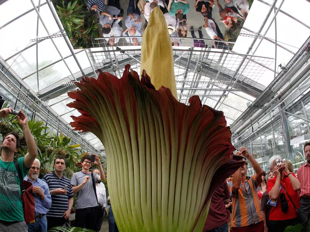 Corpse Flower