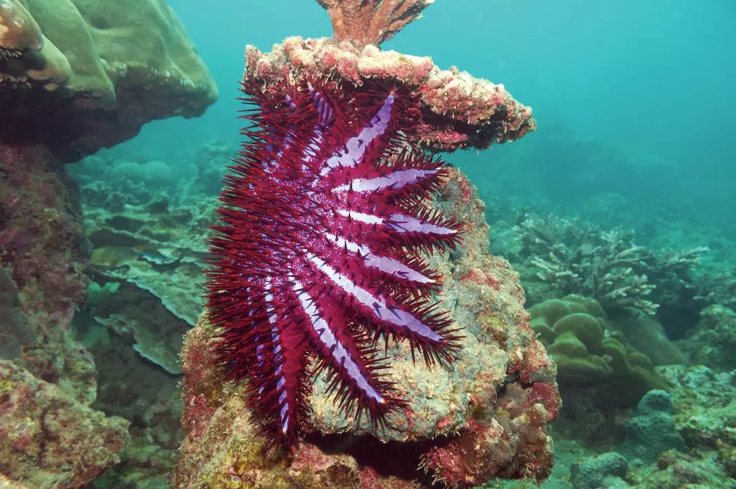 În Marea Barieră de Corali sunt desfășurați roboți ucigași cu stele de mare